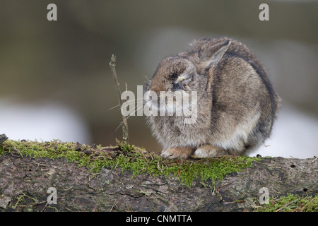 Lapin de garenne (Oryctolagus cuniculus) infectés par une myxomatose ...