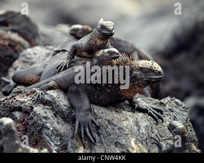 Portrait de plusieurs iguanes marins Amblyrhynchus cristatus Galapagos ...