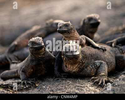 Portrait de plusieurs iguanes marins Amblyrhynchus cristatus Galapagos ...
