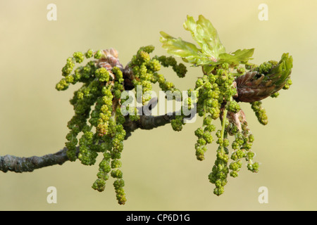 Arbre de chêne pédonculé ou Anglais Fleurs, Quercus robur, Fagaceae ...