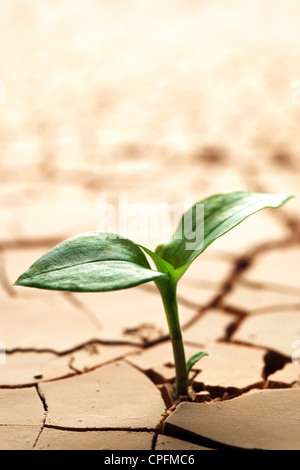 Planter dans de la boue séchée fissurée. Un arbre qui pousse sur un sol ...