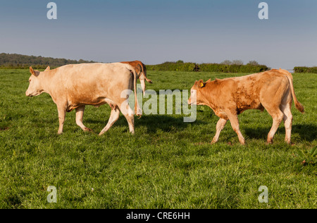 Vache limousine et son veau sur l'herbe des pâturages. Cumbria Photo ...
