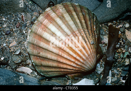 Pecten maximus ou grand pétoncle, grand pétoncle, coquille St James ou ...