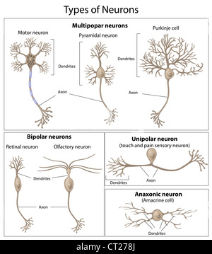 Des neurones pyramidaux et cerveau Photo Stock - Alamy