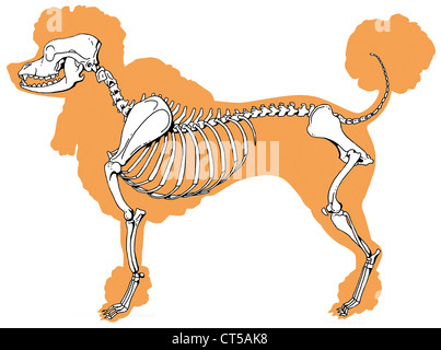Système squelettique d'un chien Photo Stock - Alamy