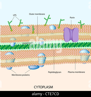 La paroi cellulaire bactérienne, artwork. Les couches horizontales ...