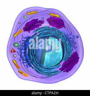 Modèle 3D d'une cellule eucaryote Photo Stock - Alamy