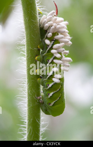 Un sphinx de la tomate avec guêpe parasite des oeufs Photo Stock - Alamy
