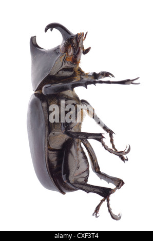 Scarab scarabée rhinocéros géant Photo Stock - Alamy