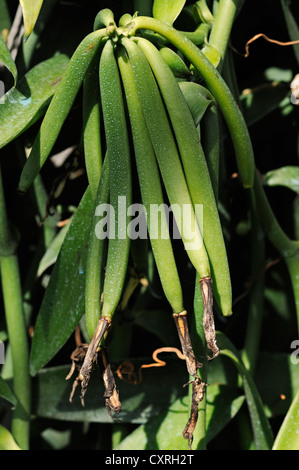 Orchidée vanille (Vanilla planifolia), la production de vanille, serre ...
