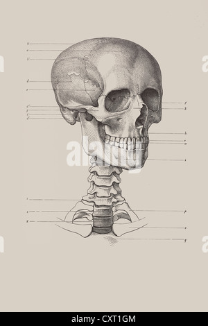 Crâne d'Homo sapiens, l'illustration anatomique Photo Stock - Alamy