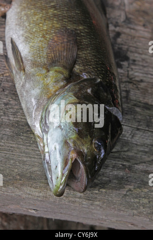 L'Achigan à grande bouche (Micropterus salmoides) capturé et détenu par ...