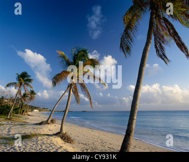 Prise de vue à angle bas d'un palmier sous la lumière du jour sk Photo ...