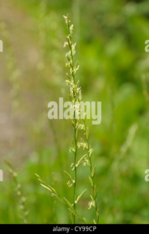 Le ray-grass vivace Lolium perenne fleurs de graminées dans une récolte ...