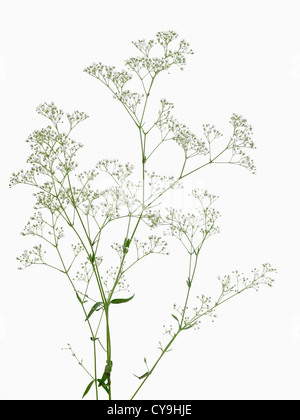 La floraison de la tige de gypsophile, Gypsophila paniculata 'Million ...