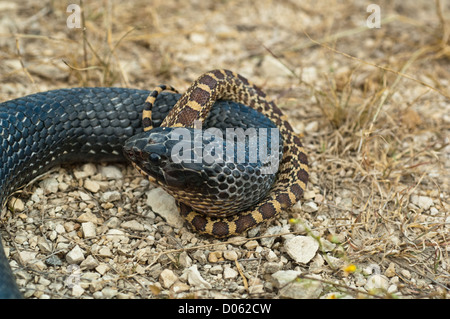 Un serpent indigo avaler et manger une couleuvre, Spofford Texas Photo ...