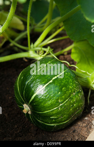 Courge Buttercup Burgess (Cucurbita maxima) croissant dans un ...