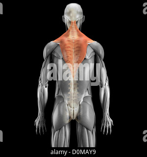 Modèle anatomique montrant des muscles du trapèze Photo Stock - Alamy