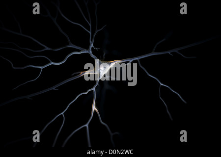 Les neurones pyramidaux ou des cellules pyramidales sont trouvés dans ...