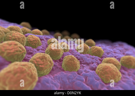 Les particules du virus de la rubéole sur la surface cellulaire ...