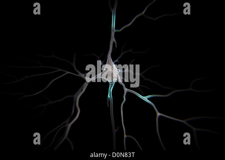 Les neurones pyramidaux ou des cellules pyramidales sont trouvés dans ...