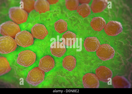 Les particules du virus de la rubéole sur la surface cellulaire ...
