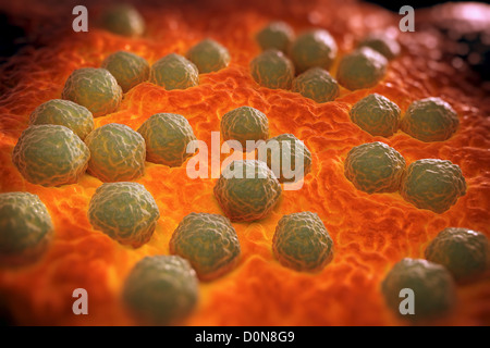 Les particules du virus de la rubéole sur la surface cellulaire ...