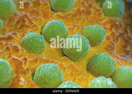 Les particules du virus de la rubéole sur la surface cellulaire ...