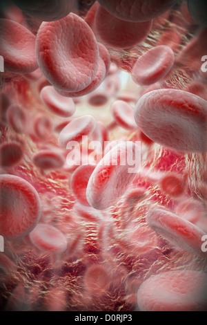Veine de sang avec des cellules de sang Photo Stock - Alamy