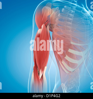 Illustration médicale des muscles du bras, quatre vues latérales Photo ...