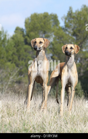 / Sloughi chien lévrier berbère deux adultes comité permanent des ...