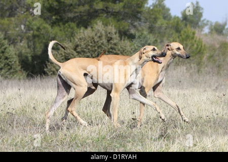 Deux chiens Sloughi (lévrier arabe) jouer dans les dunes de sable dans ...