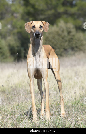 / Sloughi chien lévrier berbère permanent adultes Photo Stock - Alamy