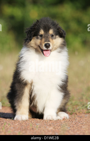 Le drapeau tricolore, Colley, Colley écossais Long-Haired Collie ...
