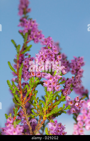 La lande à bruyère commune de floraison (Calluna vulgaris) et d'un ...