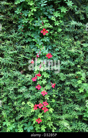 Tropaeolum speciosum rouge une plante grimpante qui poussent à travers ...