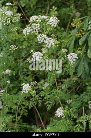 La ciguë (Conium maculatum Photo Stock - Alamy