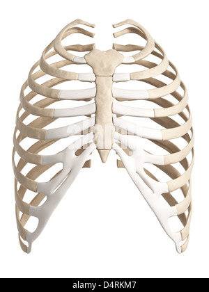 Cage thoracique / sternum os Anatomie Photo Stock - Alamy