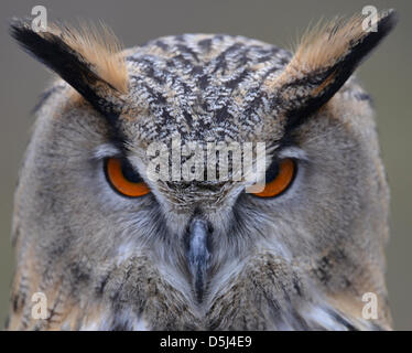 Le grand hibou est l'une des plus grandes espèces de hiboux dont les ...