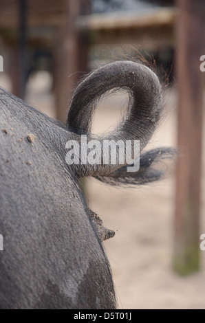Une queue de cochon frisé Photo Stock - Alamy