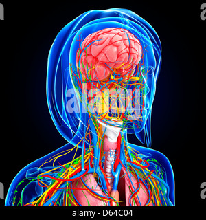 Illustration de l'anatomie de la gorge femelle Photo Stock - Alamy