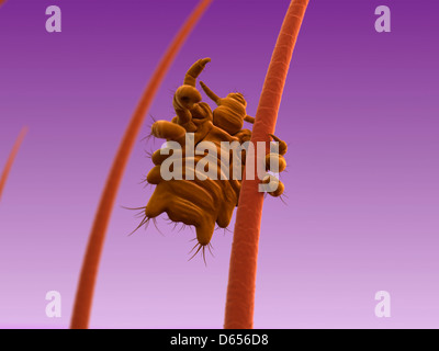 Pou du pubis Photo Stock - Alamy