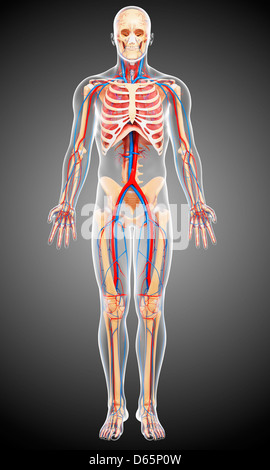 Squelette anatomie cardiaque circulation poumons foie digestifs Photo ...