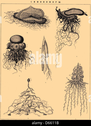 Illustration tirée du Brockhaus and Efron Encyclopedic Dictionary ...