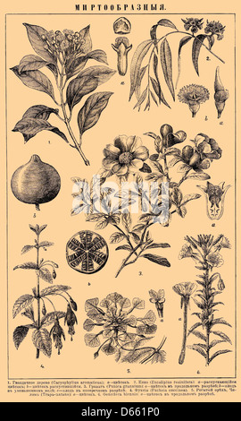 Cette illustration de 1907 du dictionnaire encyclopédique Brockhaus et ...