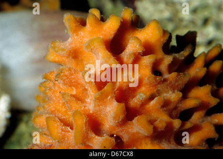 L'éponge marine, Acanthella klethra toile, Axinellidae Demospongiae ...