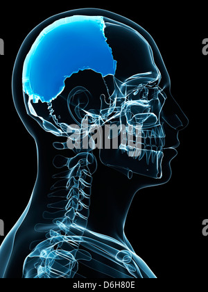 Squelette humain crâne pariétal OS Anatomie pour le concept médical ...