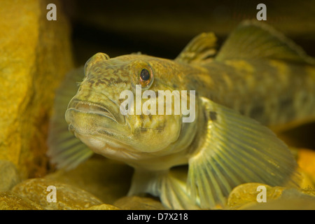 Le chabot visqueux (Cottus cognatus), les poissons d'eau douce ...