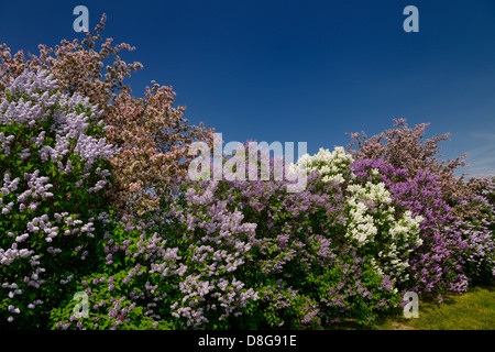 Rangée d'arbustes lilas commun à côté de la floraison au printemps ...