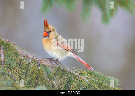 Le Cardinal rouge femelle en Sapin Photo Stock - Alamy
